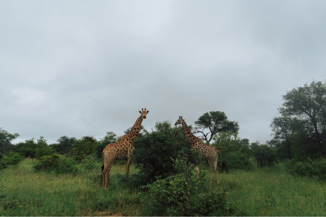 Luxury Safari Review: Baobab Ridge, Kruger National Park - Discover ...
